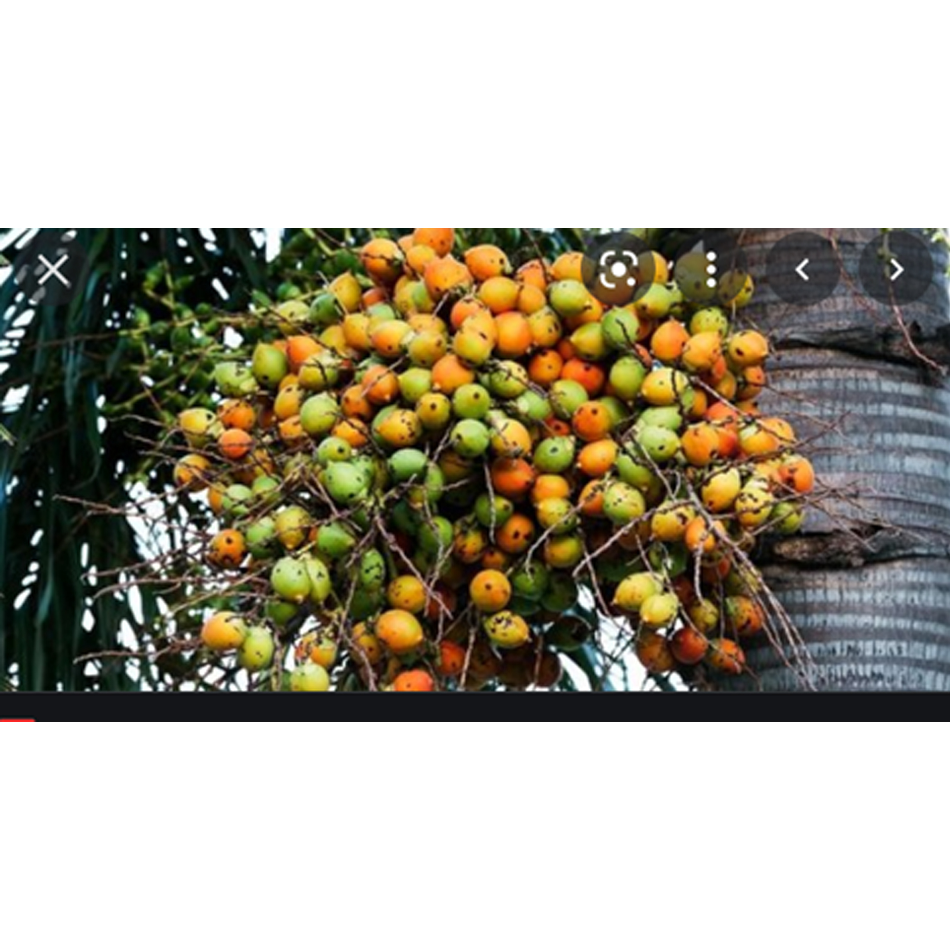 PINANG BETARA ~ PT. Ammar Agro Industri ( AAI )