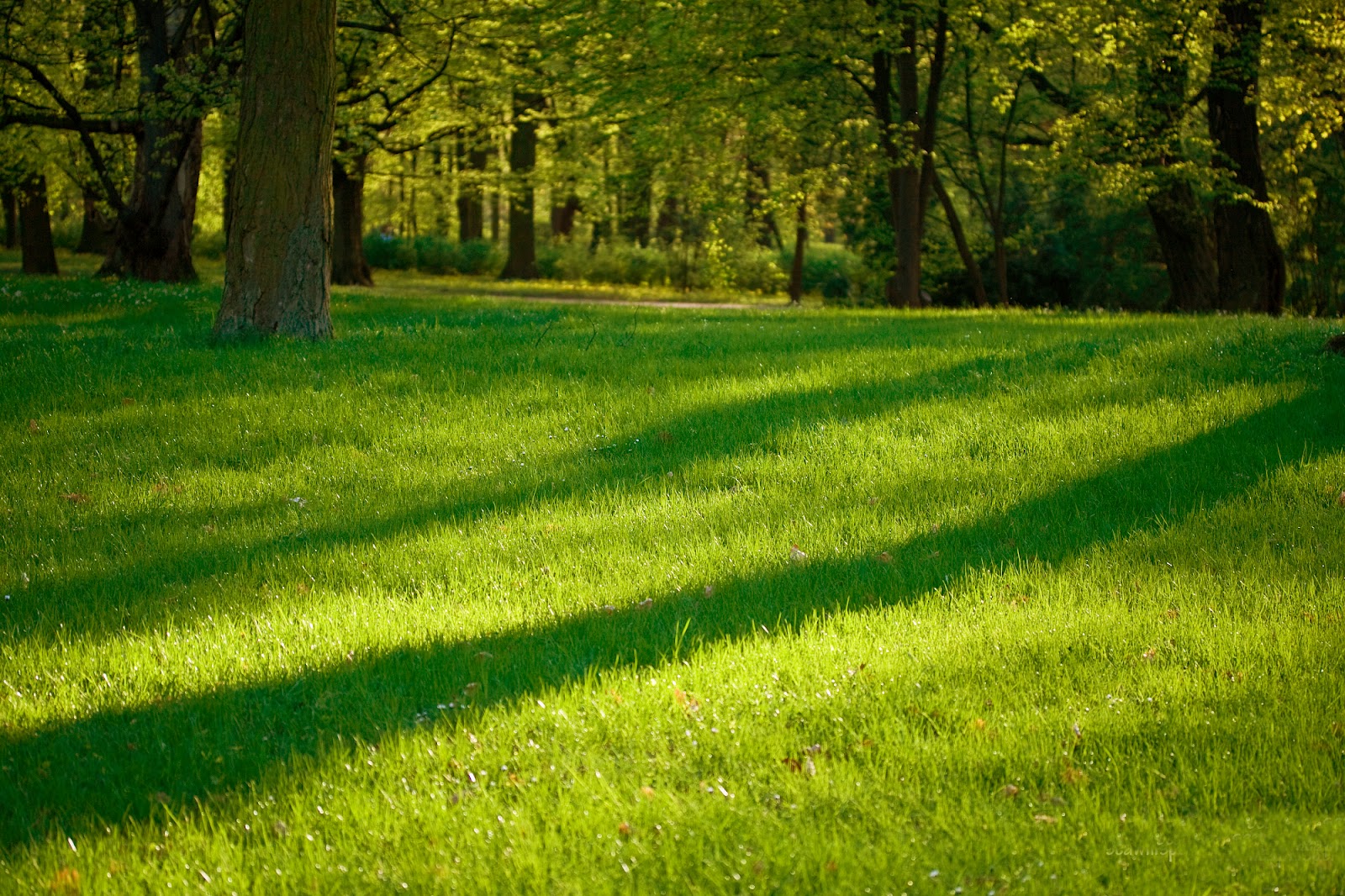 Top 41 Most Beautiful And Most Dashing GRASS Wallpapers In HD