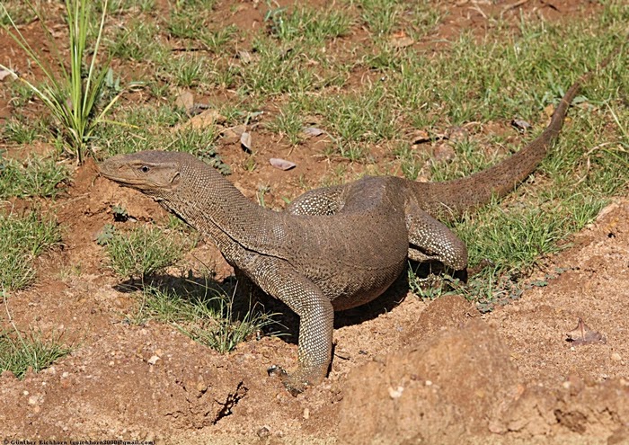 Varanus bengalensis (Bengal Monitor Lizard)