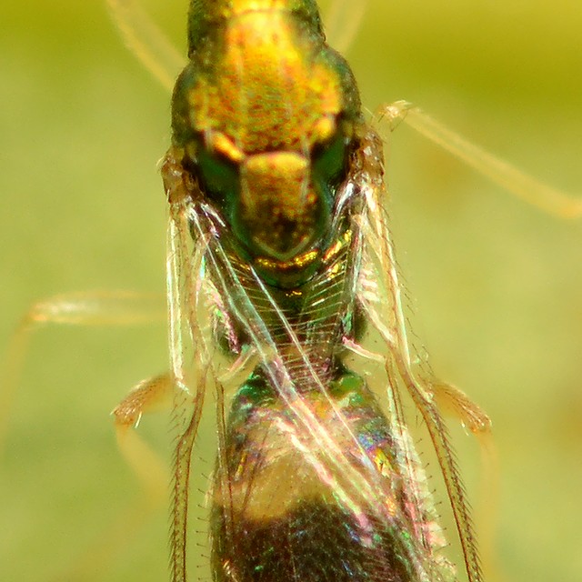 そよ風のなかで Part2: ヒメコバチ科 ？Sympiesis属