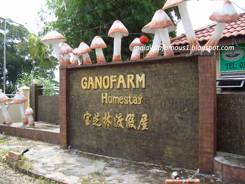 Travel@Green Olive 青橄榄之旅: Ganofarm Homestay 宝芝林度假屋