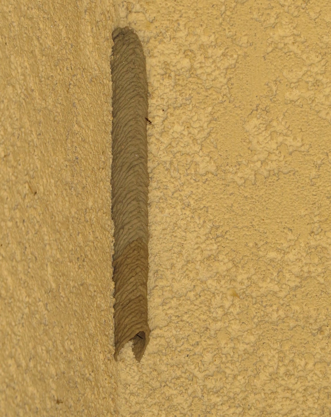 Bug Eric: Pipe Organ Mud Dauber, Trypoxylon politum, Found in Colorado