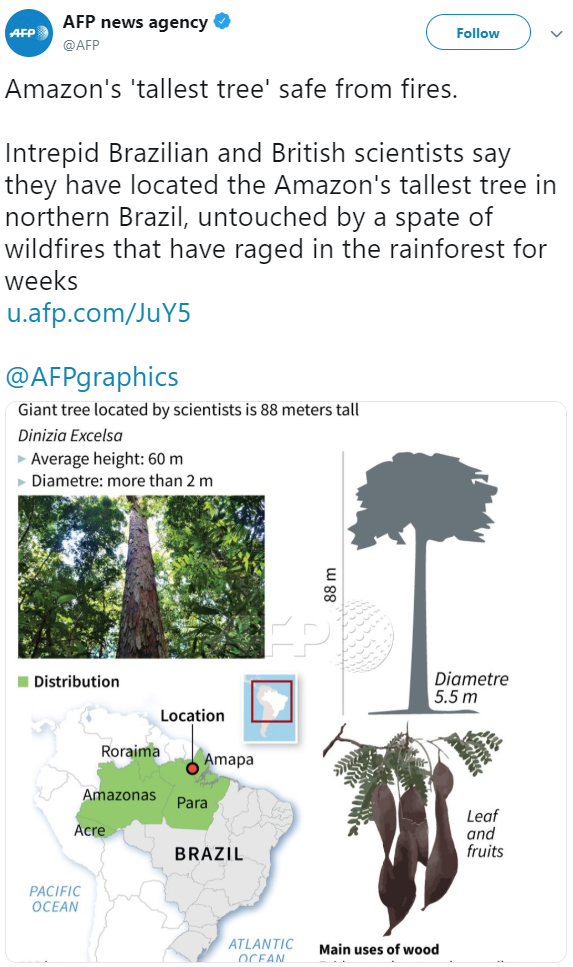 Earth and Space News: Brazilian Angelim Vermelho Achieves Tallest ...