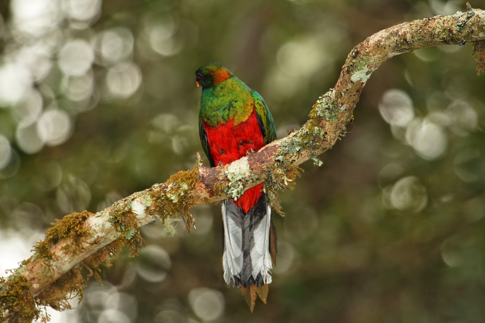 Nuestro bello mundo...: White-tipped Quetzal, male, Pharomachrus ...