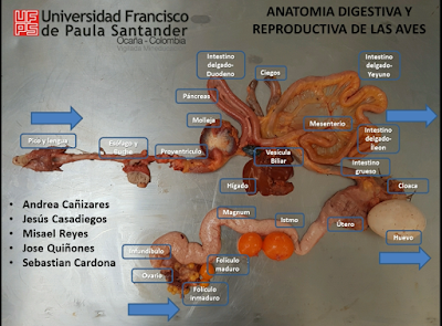 PRODUCCIÓN AVICOLA UFPSO: ANATOMÍA EXTERNA E INTERNA DE LAS AVES