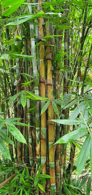 Warisan Petani: Pokok Buluh Lemang