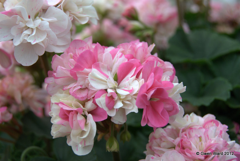 PERFECT PELARGONIUMS: Jacqui Caws - Dwarf Zonal Pelargonium