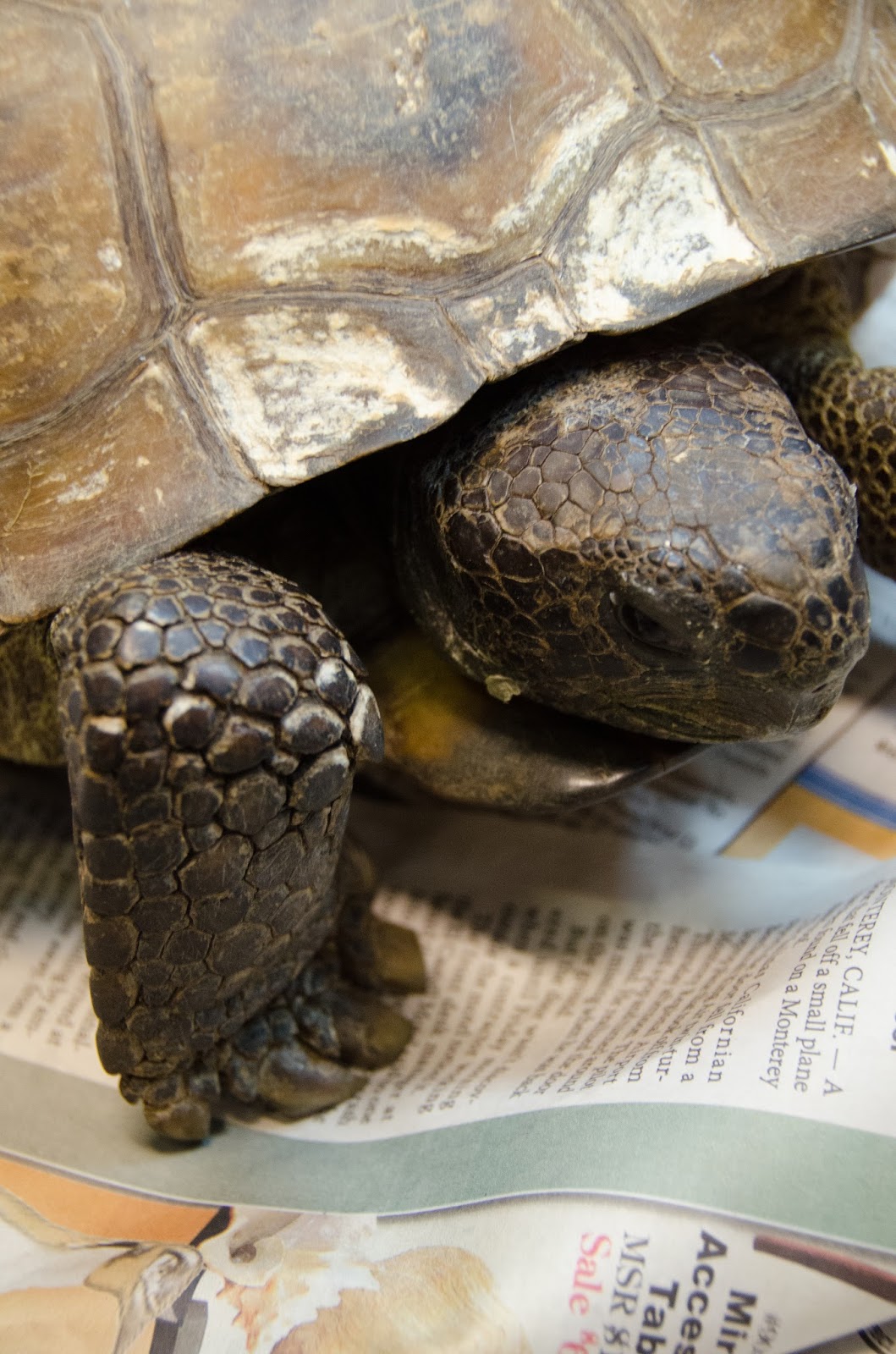 Our Herp Class: Natural History of the Gopher Tortoise (Gopherus ...