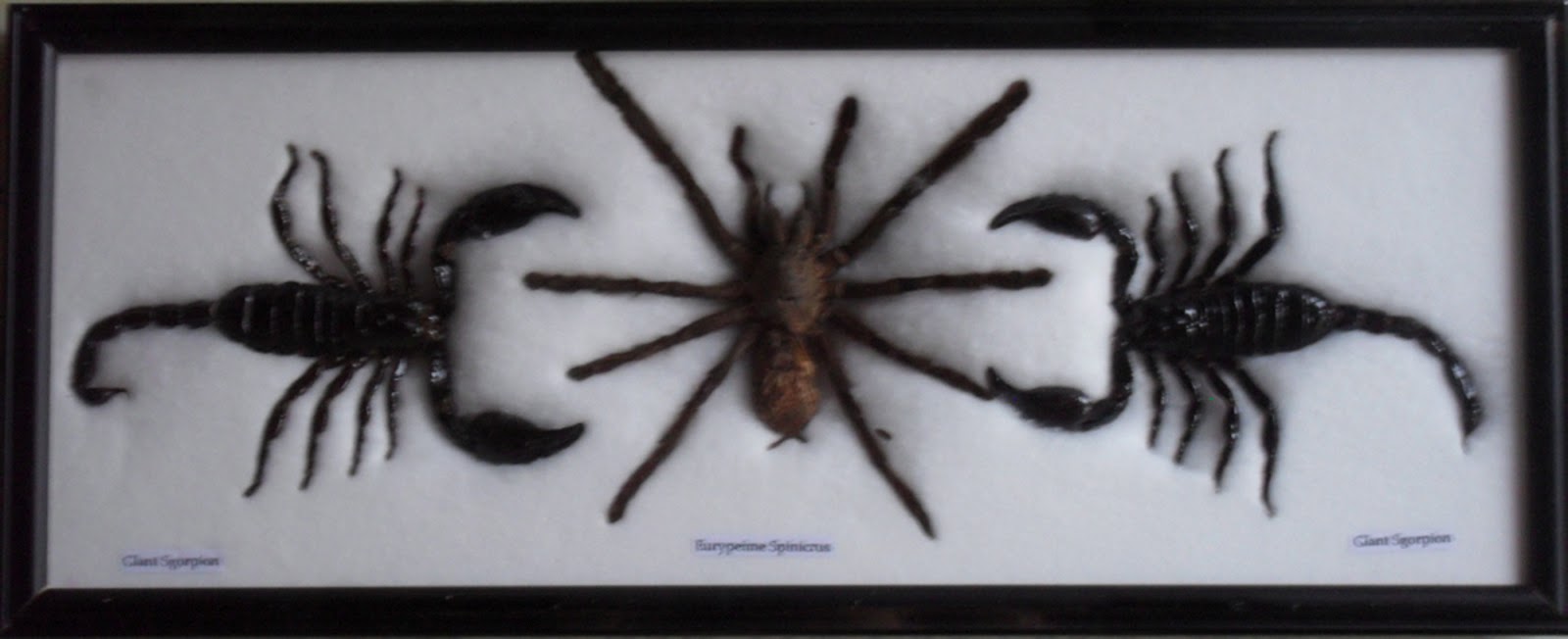 Thailand Insects &Butterflies frame: Real Beautiful Framed Insect,Bugs ...