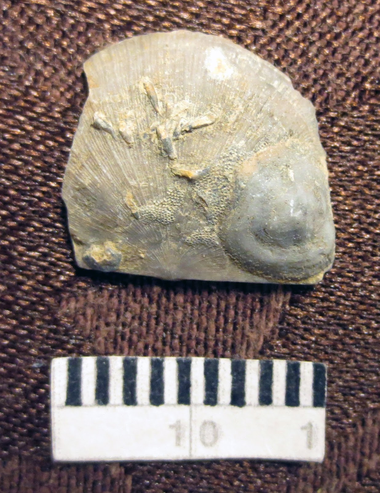 Equatorial Minnesota: Decorah craniate brachiopods