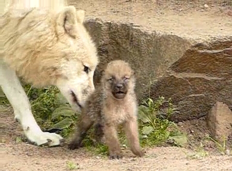 White Wolf : Meet The Precious Two Arctic Wolf Babies (Video)