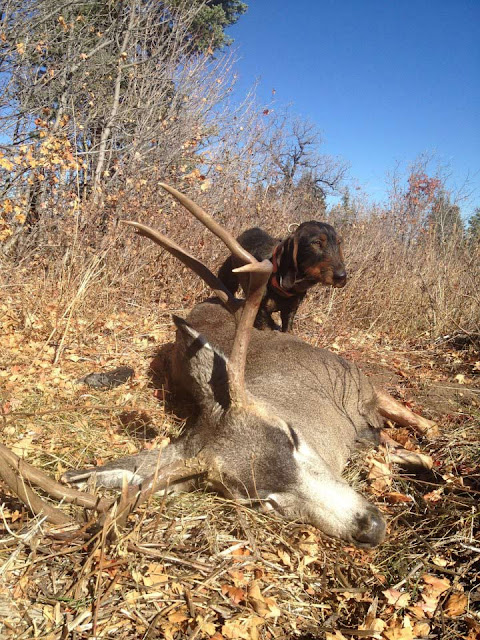 BORN-TO-TRACK BLOG: A tracking dog gets gored by a wounded deer