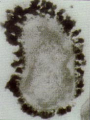 מאגר כתבות במיקרוביולוגיה (ובנושאים ביולוגיים נוספים): אפריל 1998