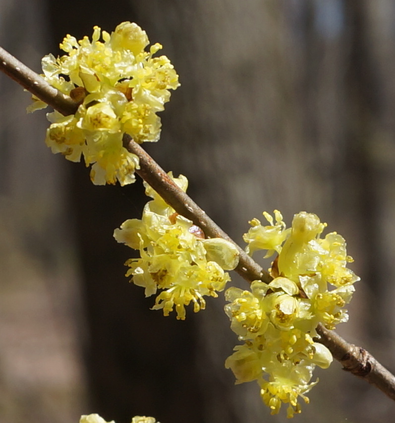 Spicebush Log: Spicebush in Bloom