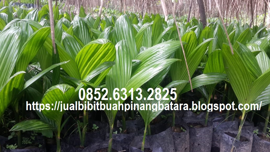 CALL +62 852 6313 2825, PUSAT JUAL BIBIT PINANG SUPER BATARA JAMBI