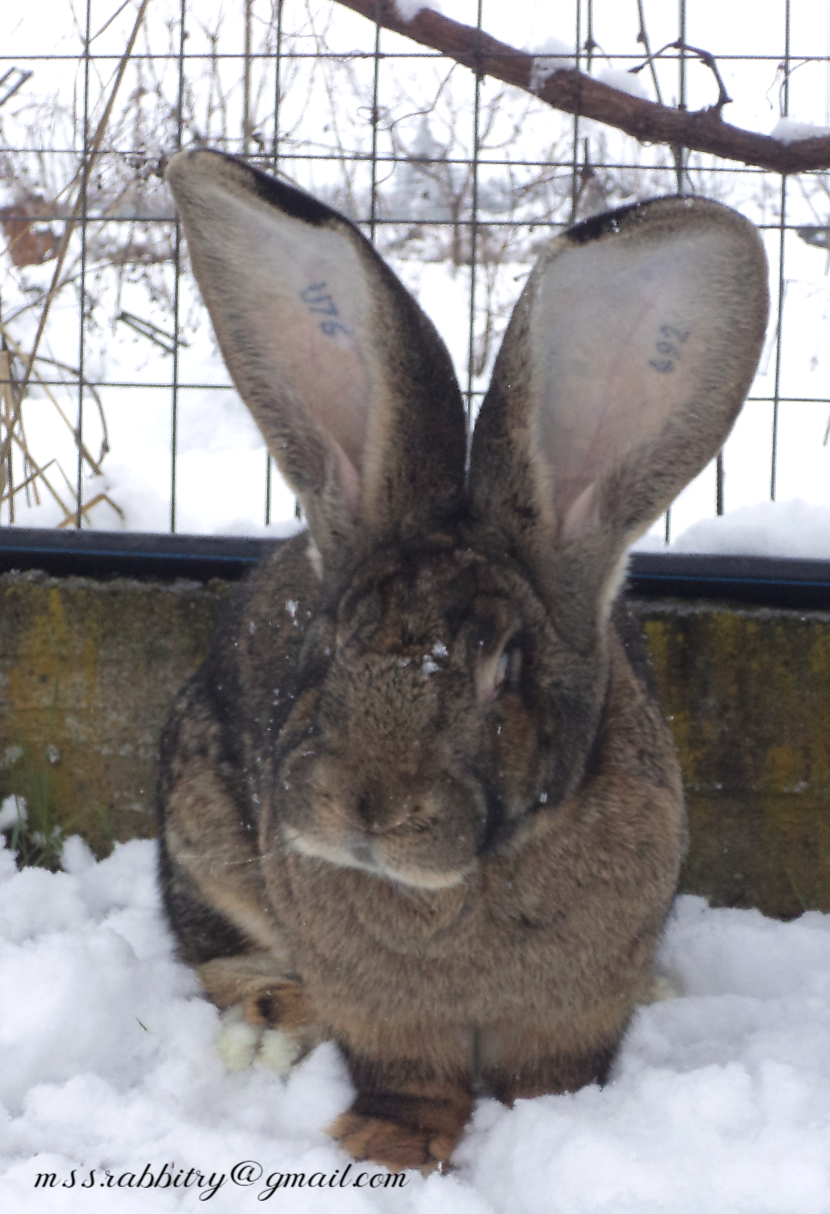 My Small Secret Rabbitry: First Pics Of 2021