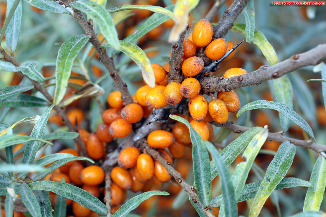 Sauvagement-Bon: Qu'est-ce qui est petit, orange et qui fait faire des ...