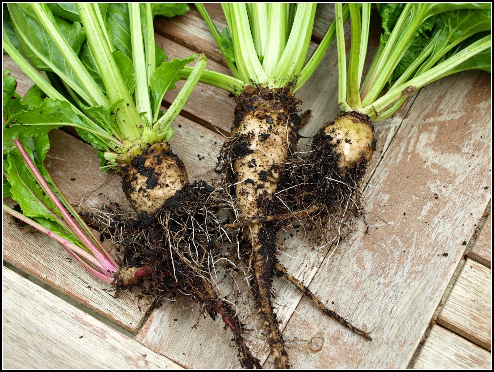 Mark's Veg Plot: Perpetual Spinach