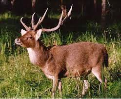 Sains mengkaji Alam dan makhluk ciptaan ALLAH: CIRI-CIRI KHAS HAIWAN ...