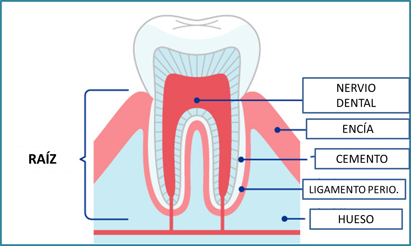 Actitud Dental (clinica familiar & estetica facial): Estructuras ...