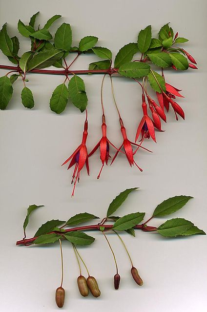 Fuchsia magellanica «aljaba» - Id Plantae