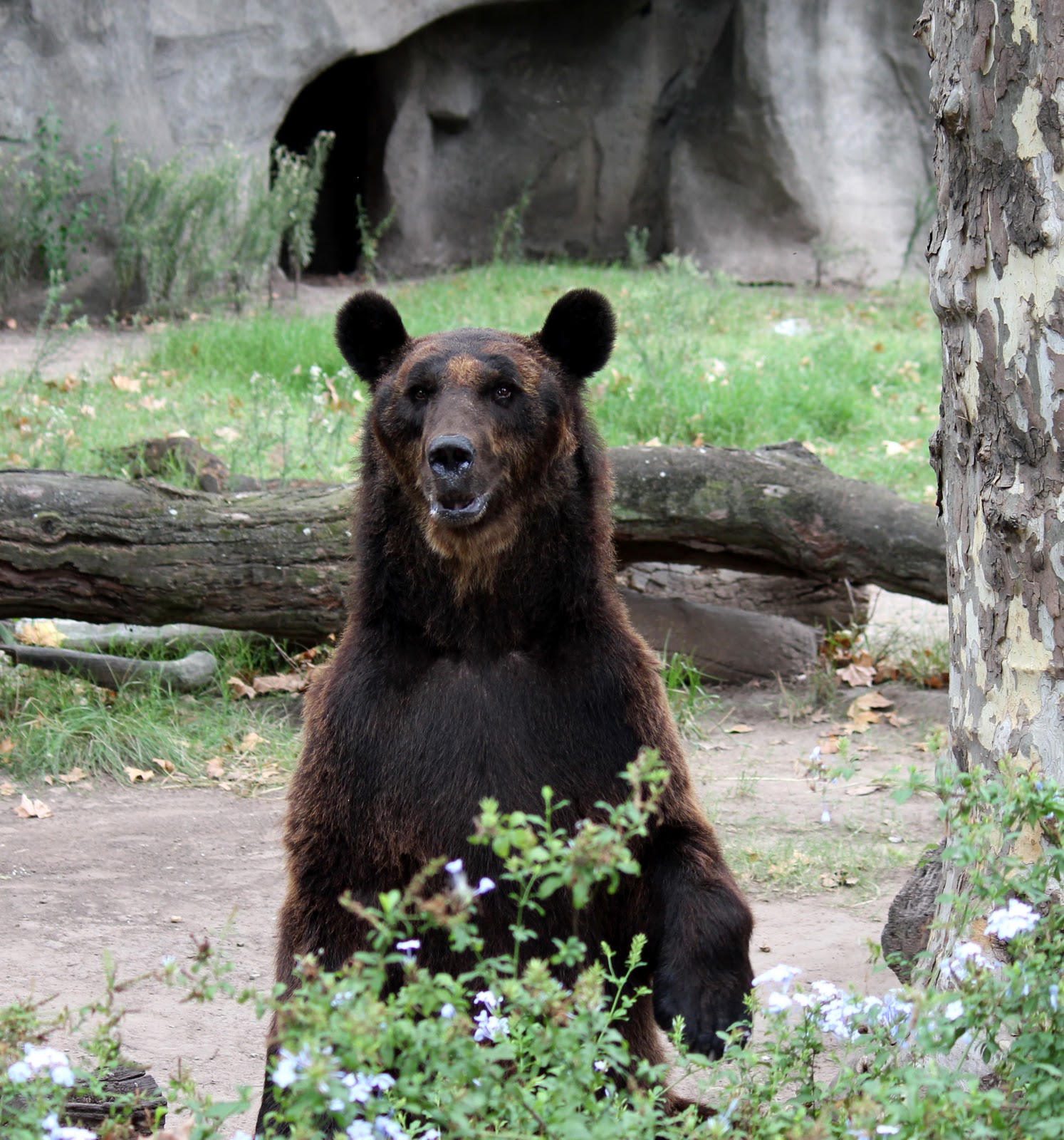zoo world: Zoo de Palermo - março de 2011