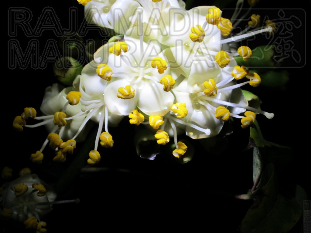 Segala Sesuatu Tentang Madu: Bagaimana Memanen Madu Raja Raja Madu