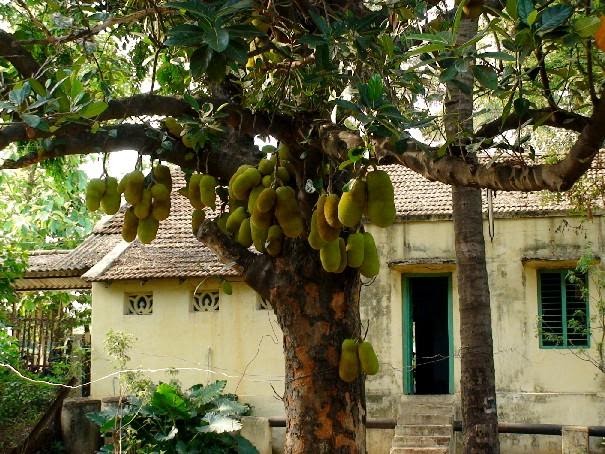 Sandip Merchant: Bombay's Native Trees