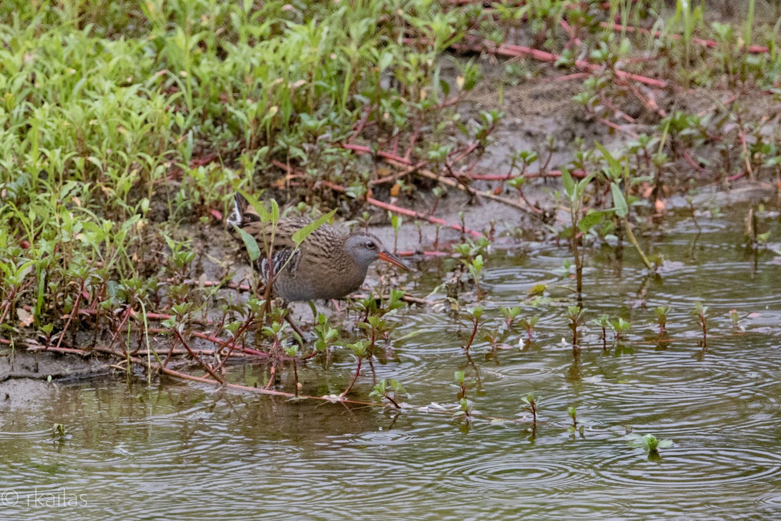 Ficus Wildlife and Natural History Tours: Report: Birds and wildlife of ...