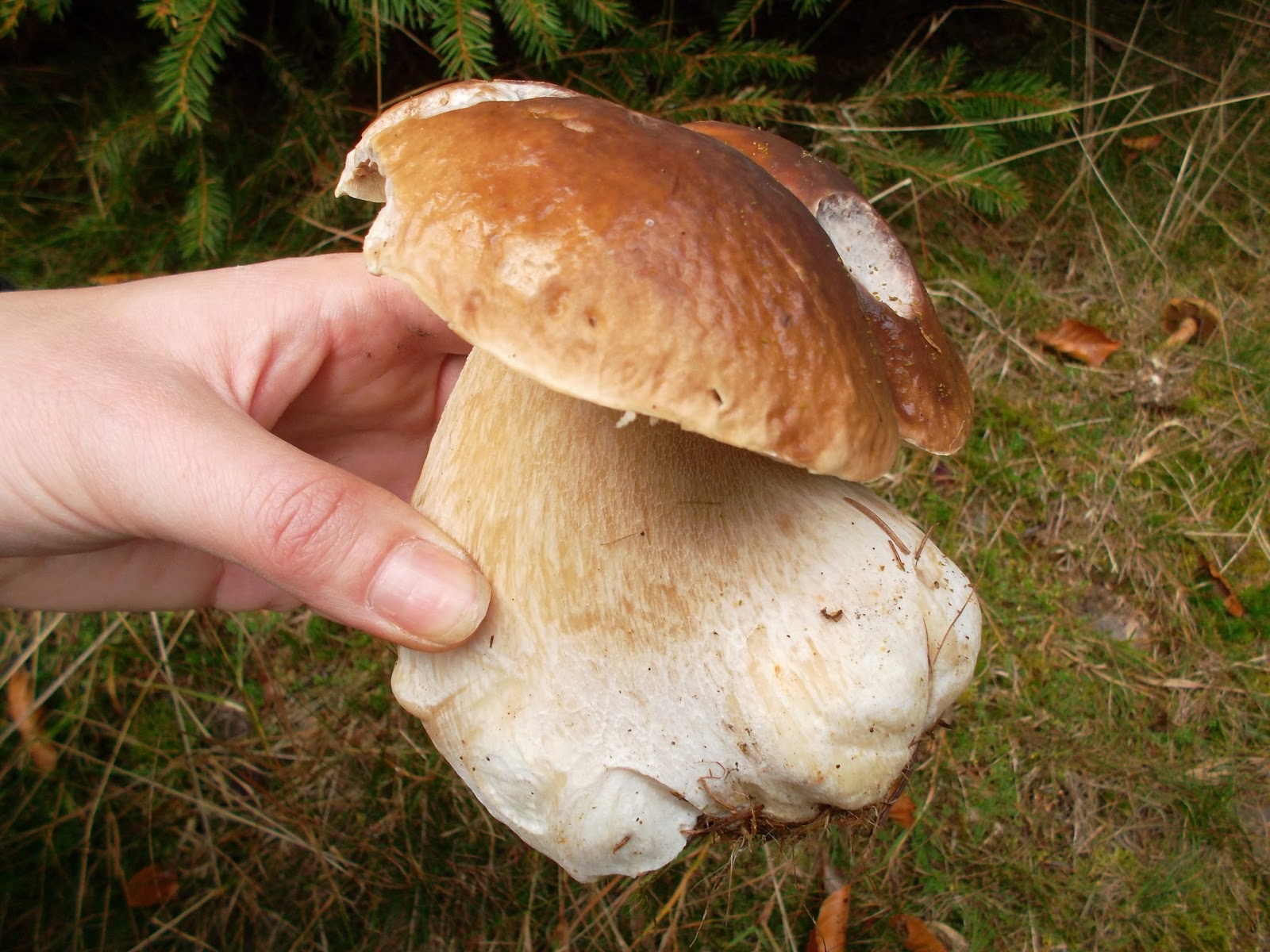 Féru de pêche: Cèpe