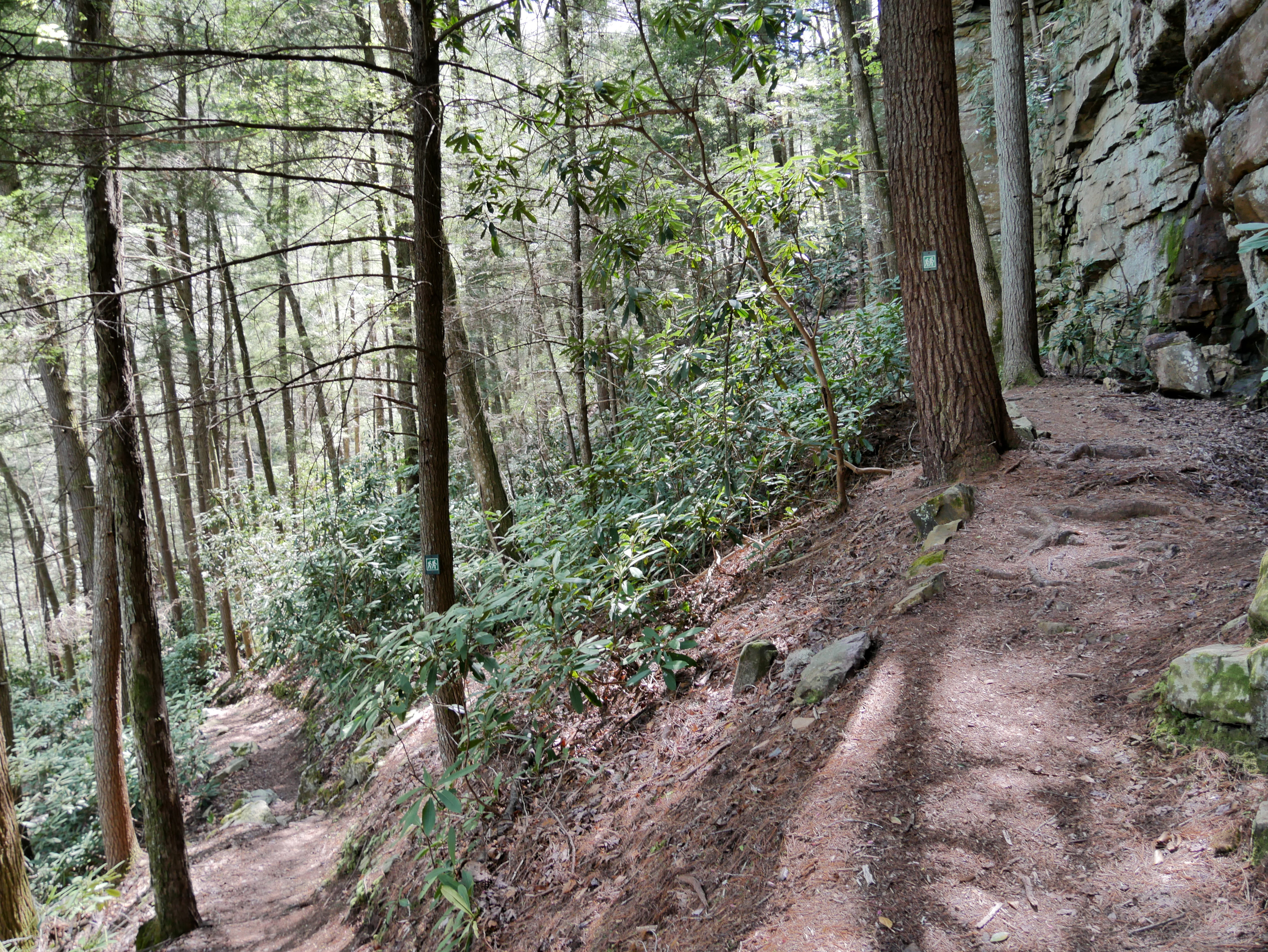 American Travel Journal: Bridge Trail and Lilly Bluff Overlook - Obed ...