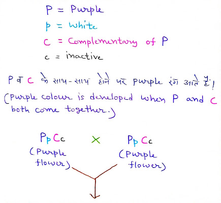 Non-allelic Gene Interactions with examples (Complementary Genes ...