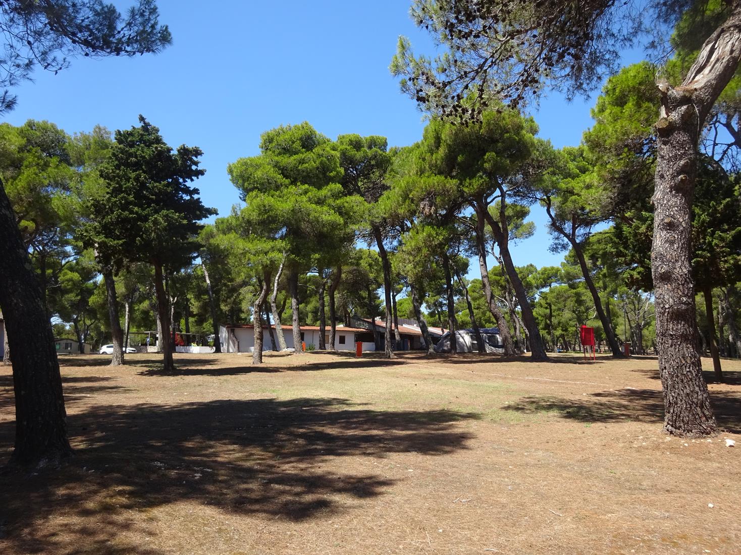 Menard & Jack Russell Terrier: Kamp Arena Indije