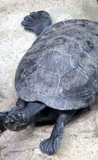 Rules of the Jungle: Few Pictures of Turtles For the Kids