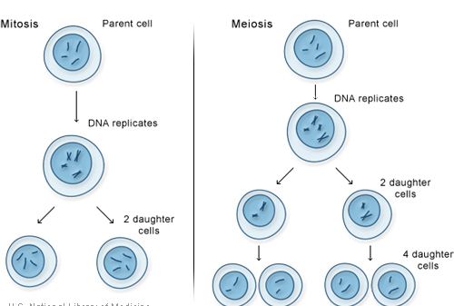 Mitosis and meiosis Of Reproduction |Genetic Engineering Info