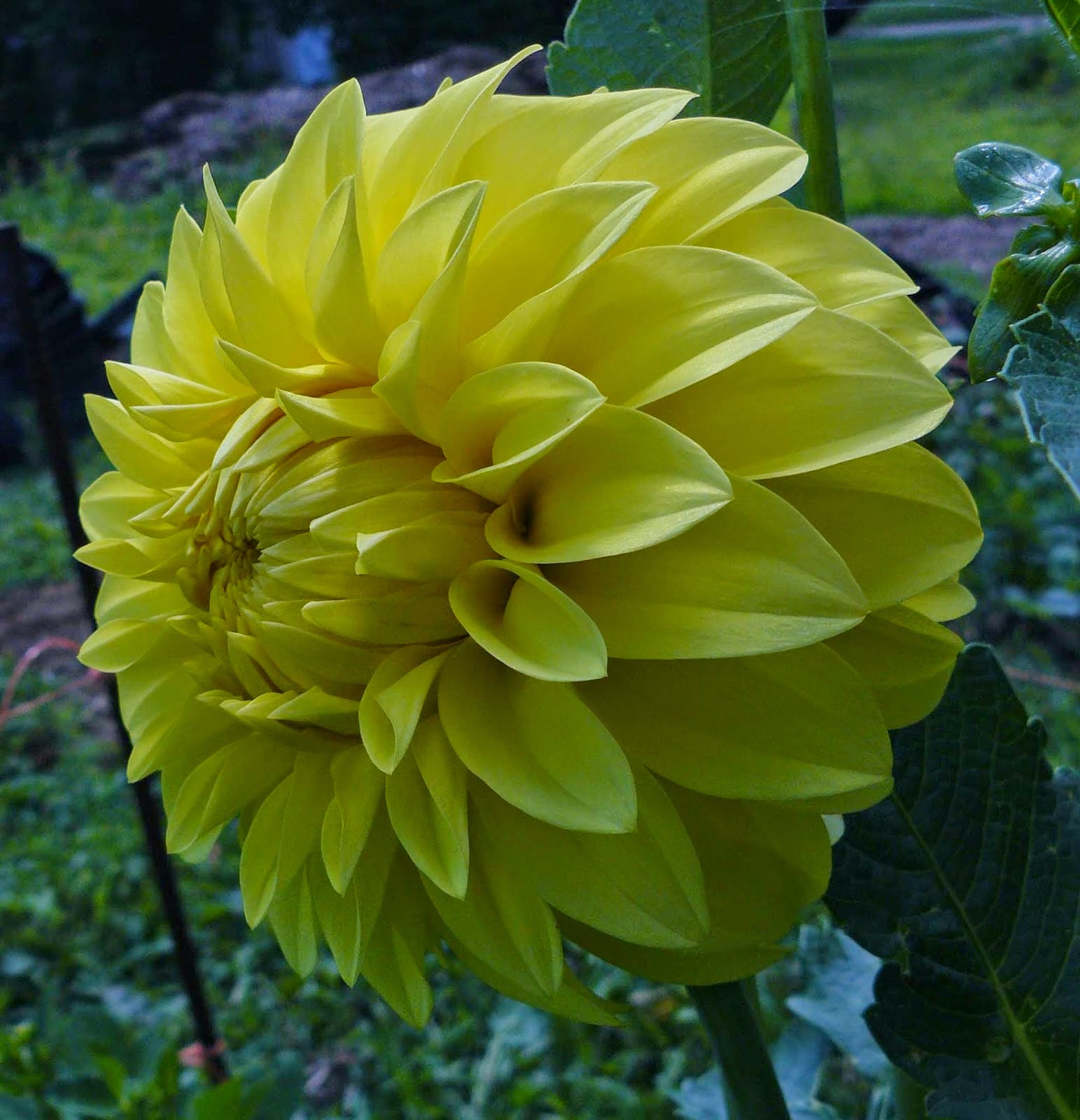 Clear Creek Dahlias: 2014 Dahlia Photo Album