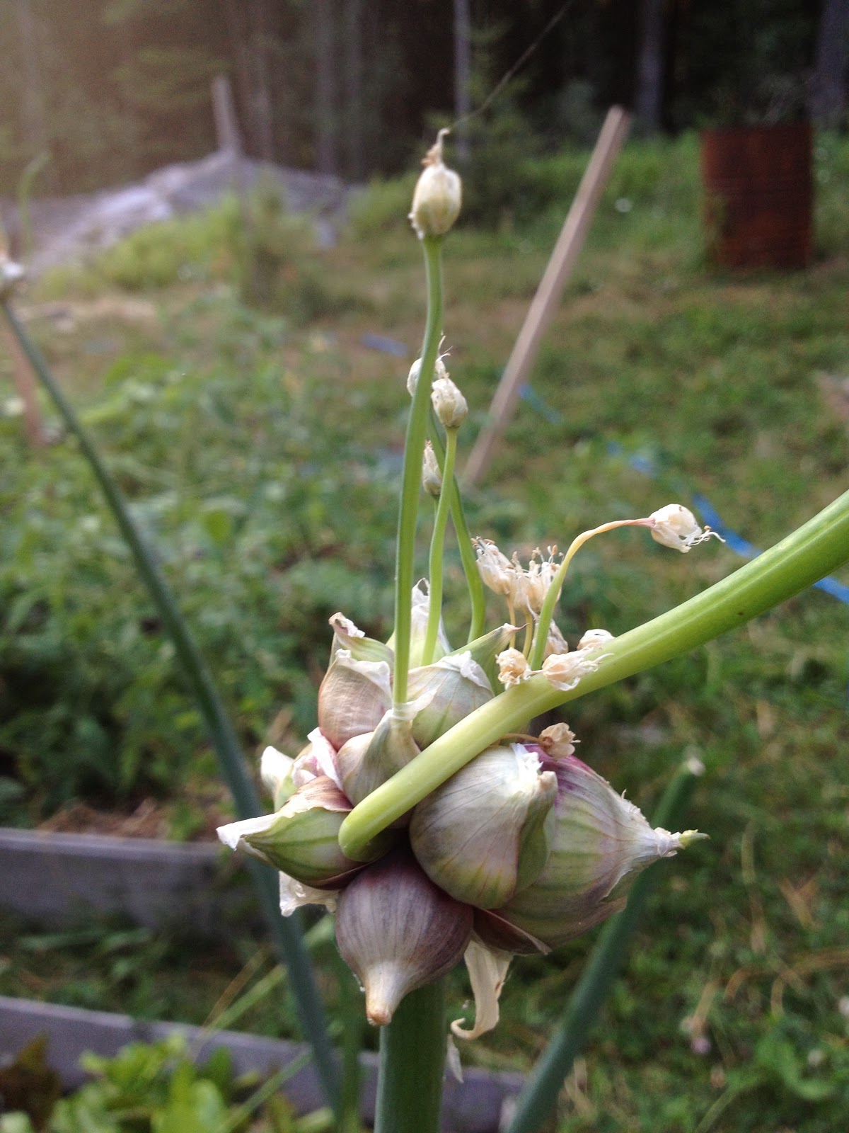 LONG ISLAND HOMESTEAD: Perennial Onions!