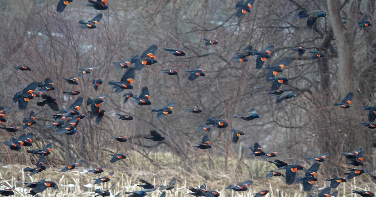 Gale's Photo and Birding Blog: Red-winged Blackbird Migration