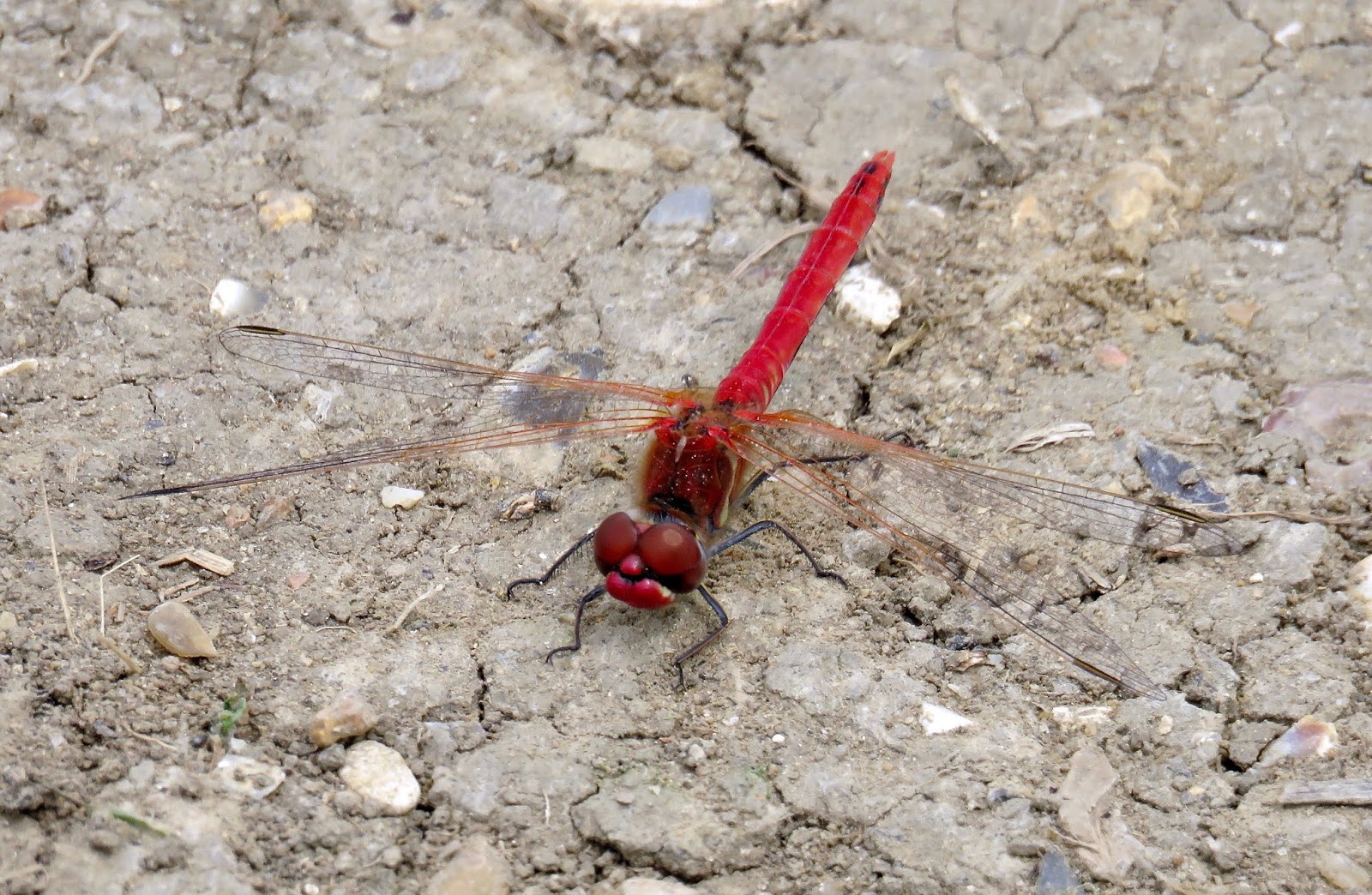 Red-veined Darters at Beddington