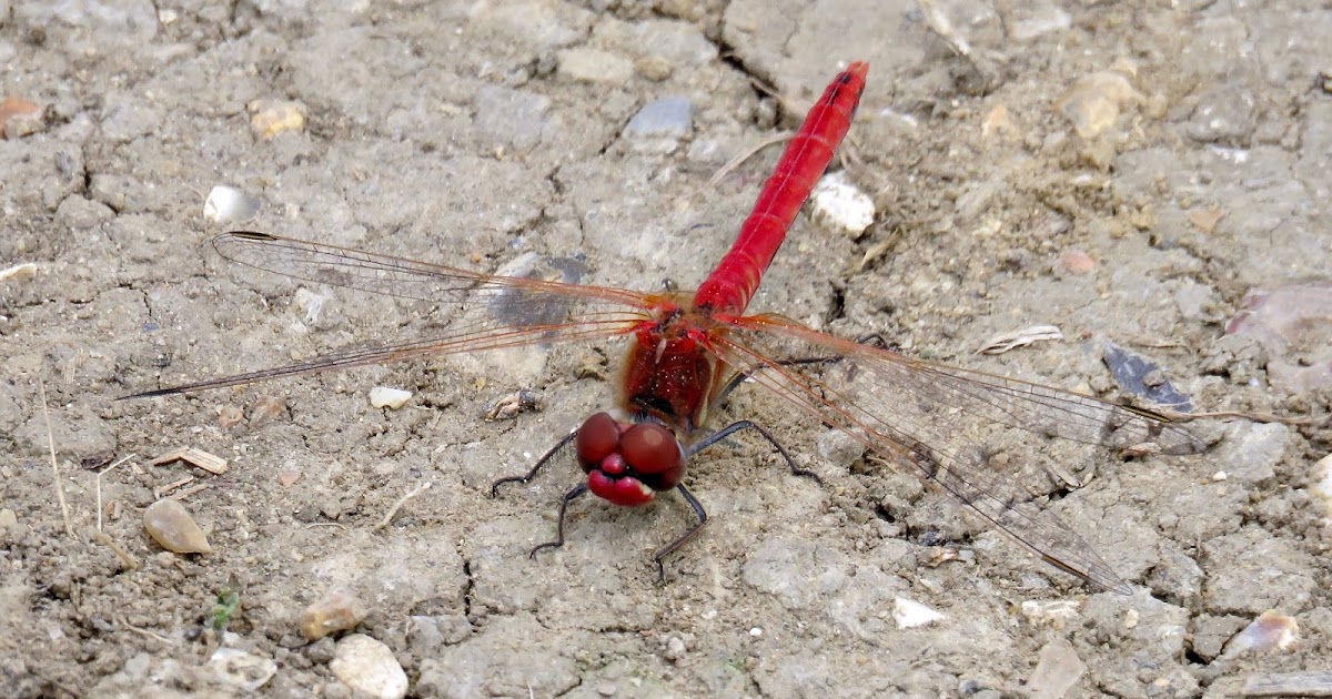 Red-veined Darters at Beddington