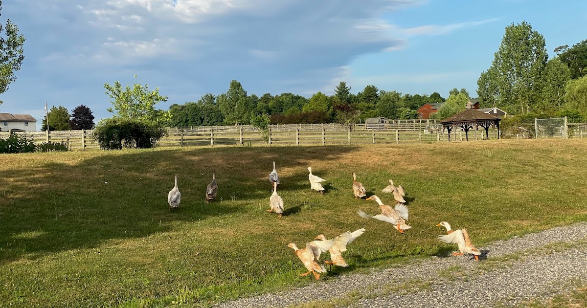 Bee Haven Acres... Tales From The Farm