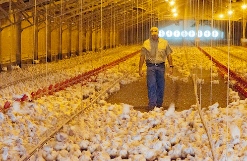 Description of the poultry farmer's job - jobbpak