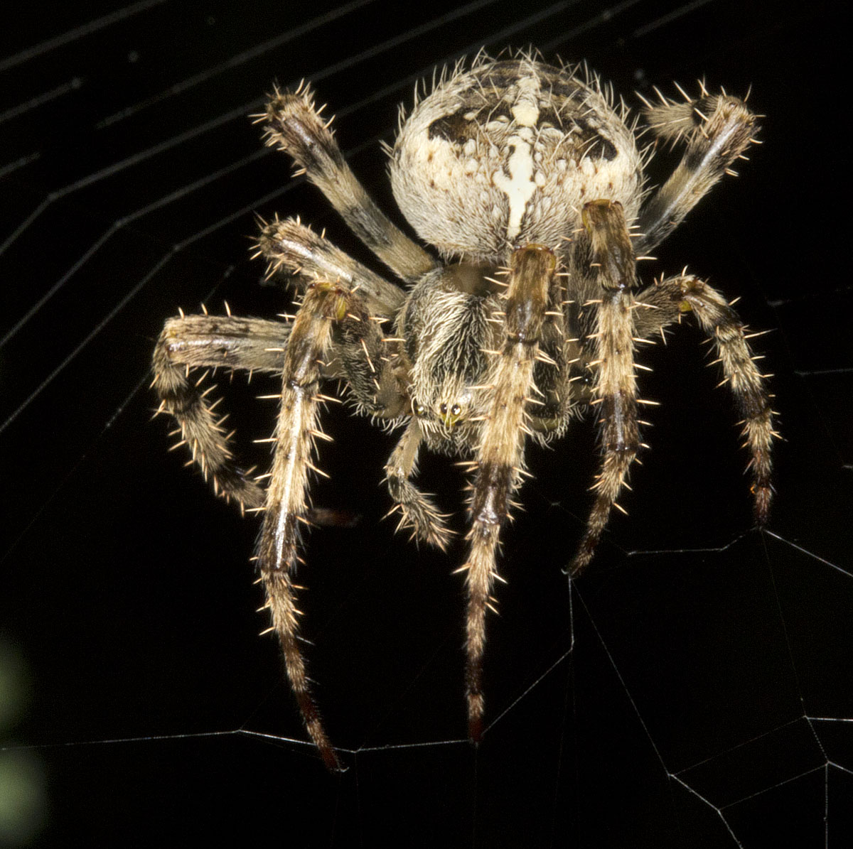 Garden Spider | Naturally