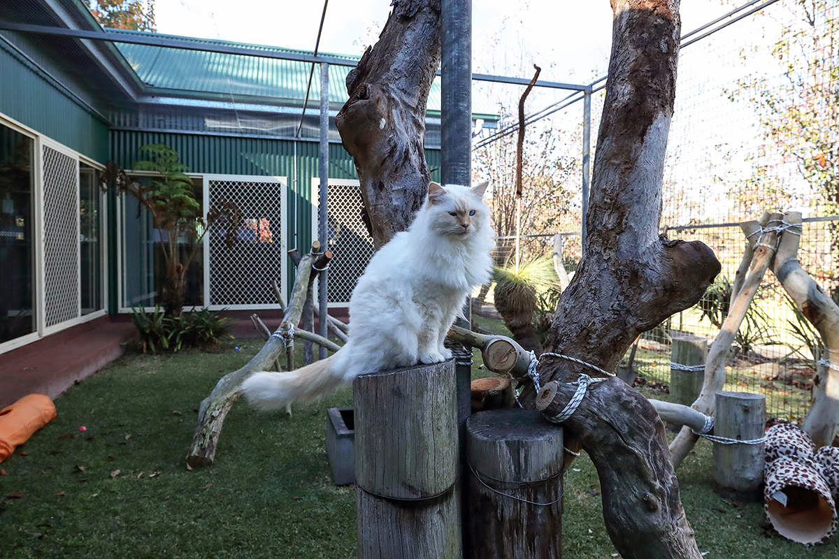 Feline Holiday Experience: a Sensory Delight at Calabash Kennels and ...