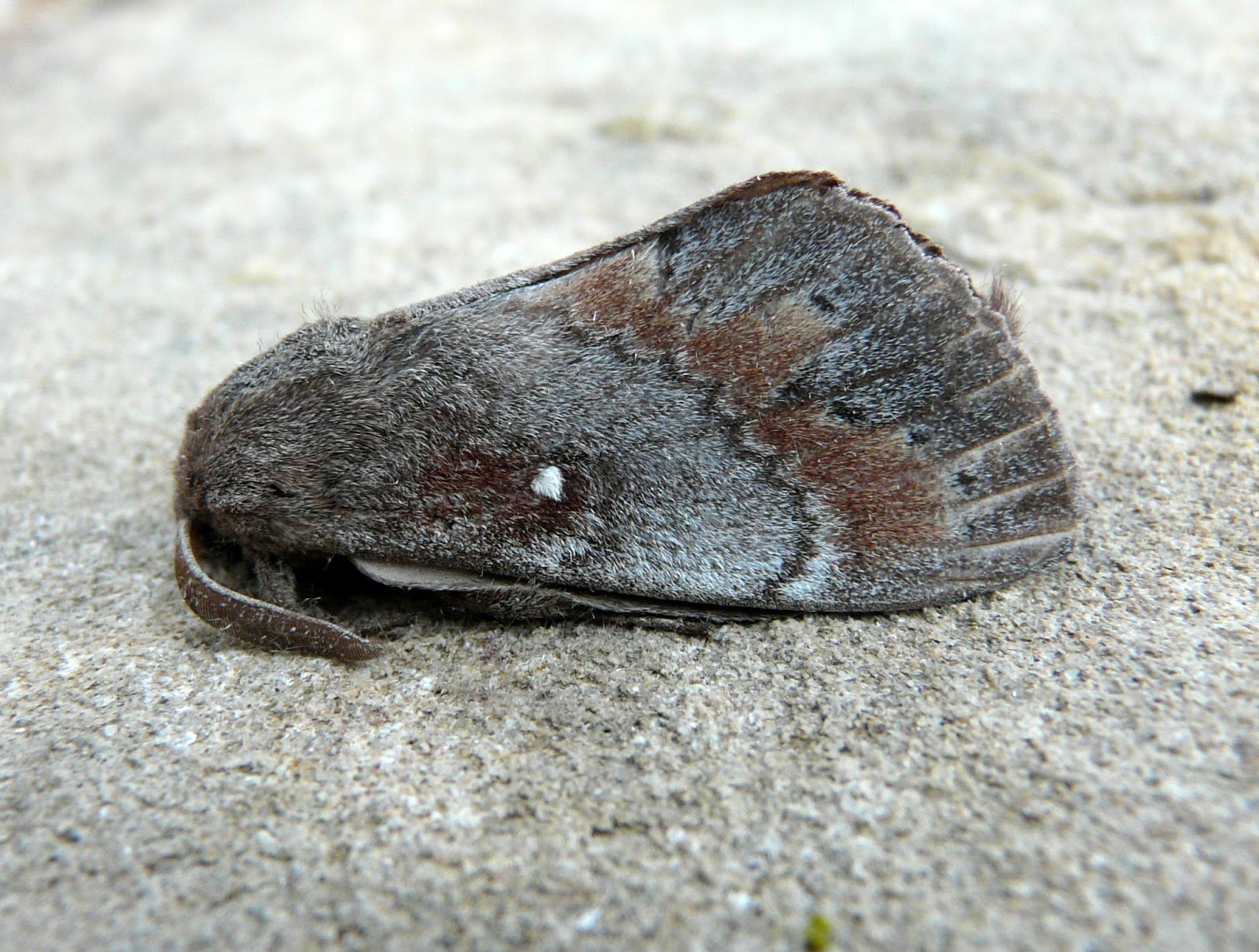 birdingexmouth: French Moths
