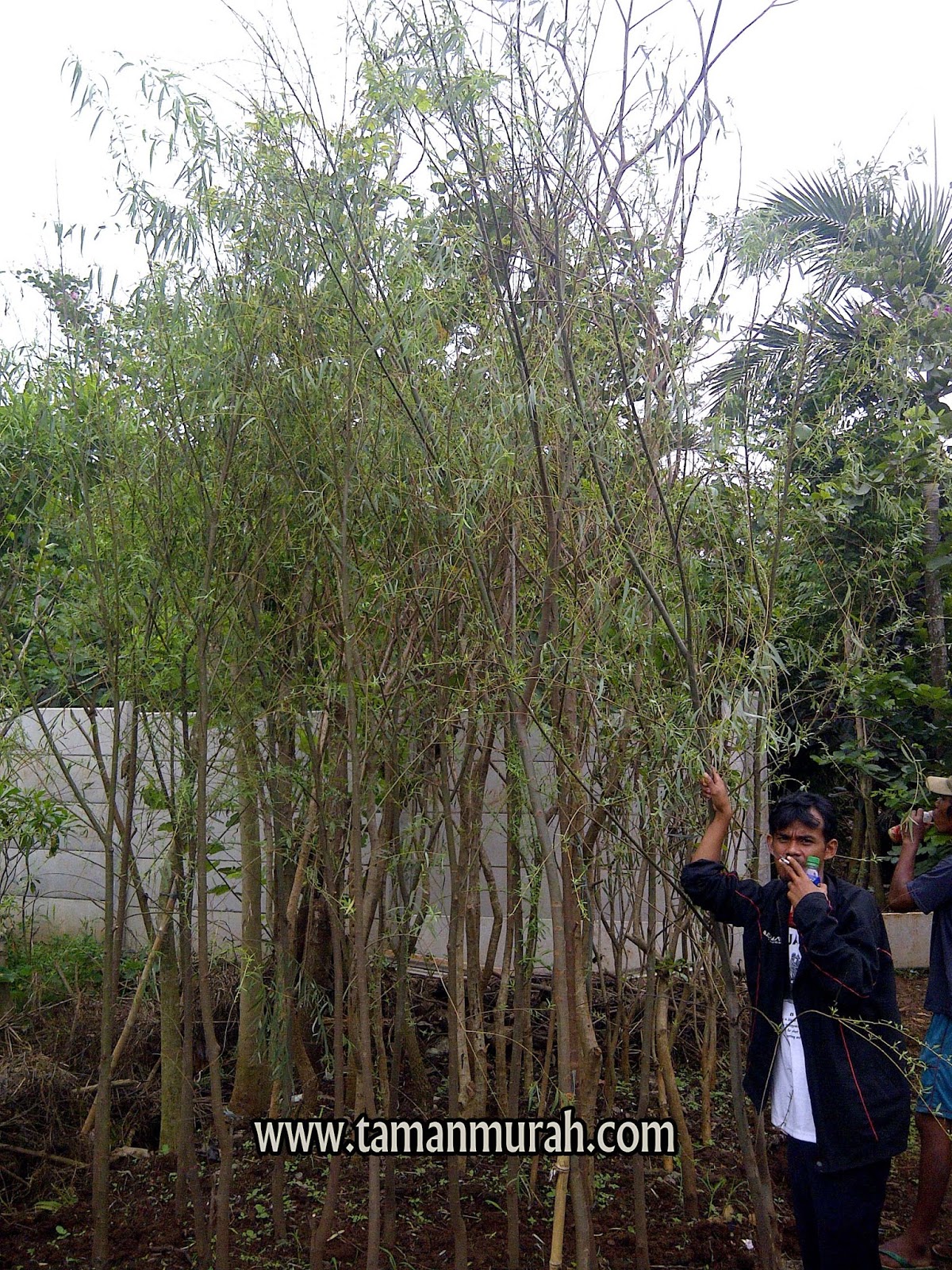 JUAL POHON LIANG LIU POHON PELINDUNG | JUAL TANAMAN HIAS MURAH | TUKANG ...