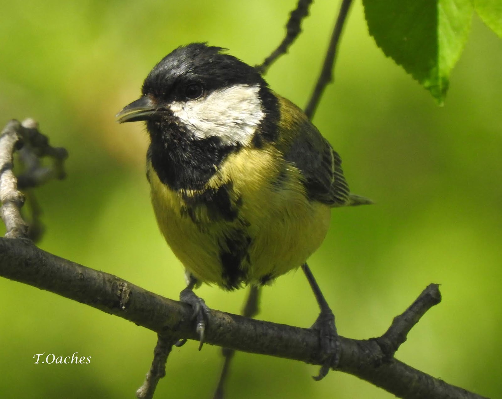 PASARI DIN ROMANIA: PITIGOI MARE, Parus major