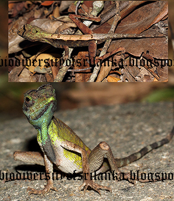 Biodiversity of Sri Lanka: Lowland Kangaroo Lizard/Earless Lizard ...