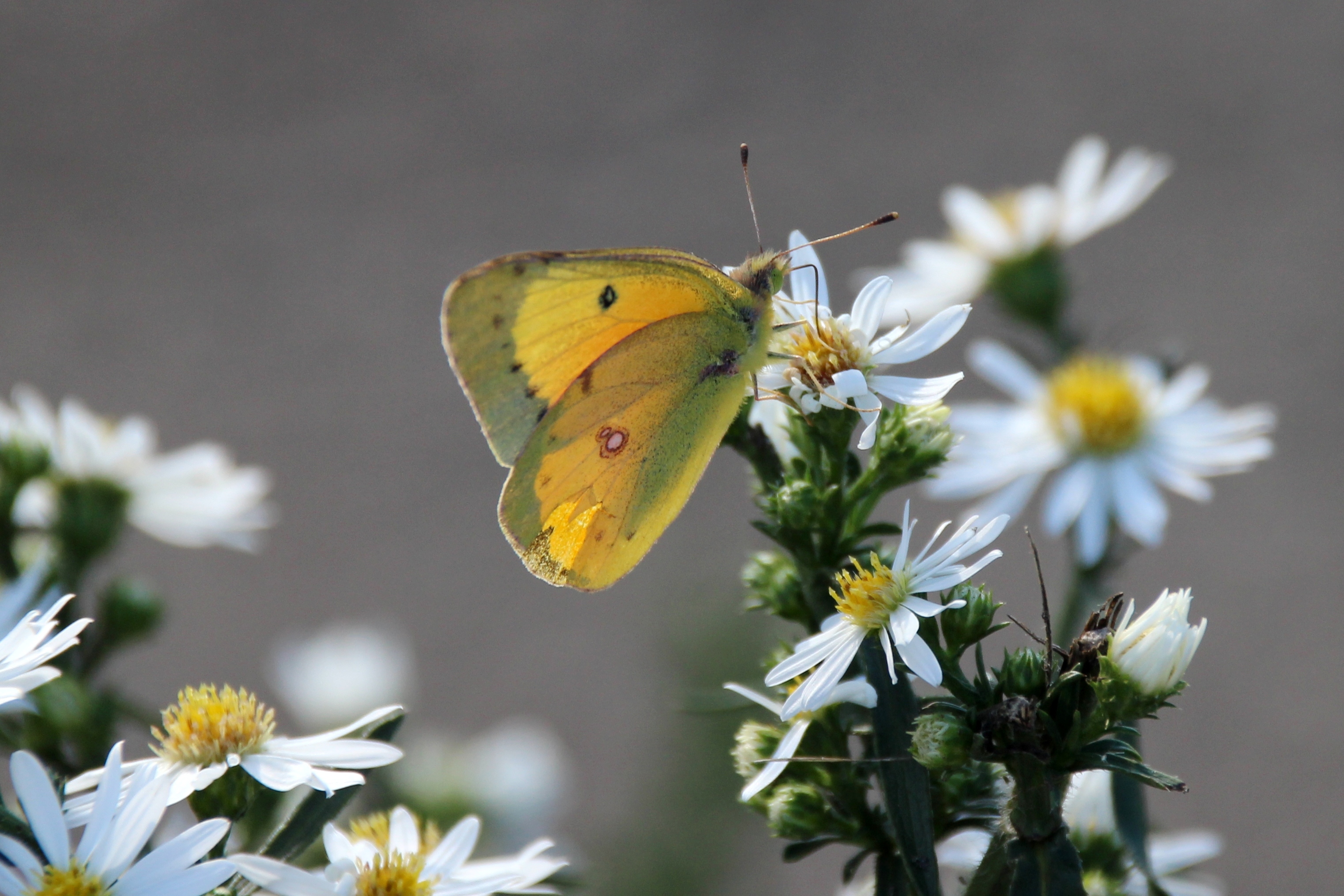 To Behold the Beauty: Random