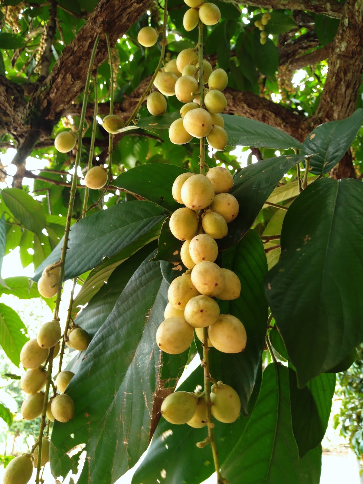 namakucella: BUAH RAMBAI